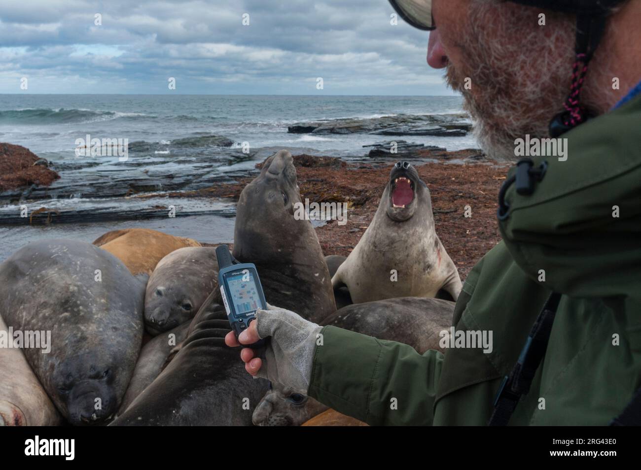 A biologist geotagging the GPS position of southern elephant seals ...
