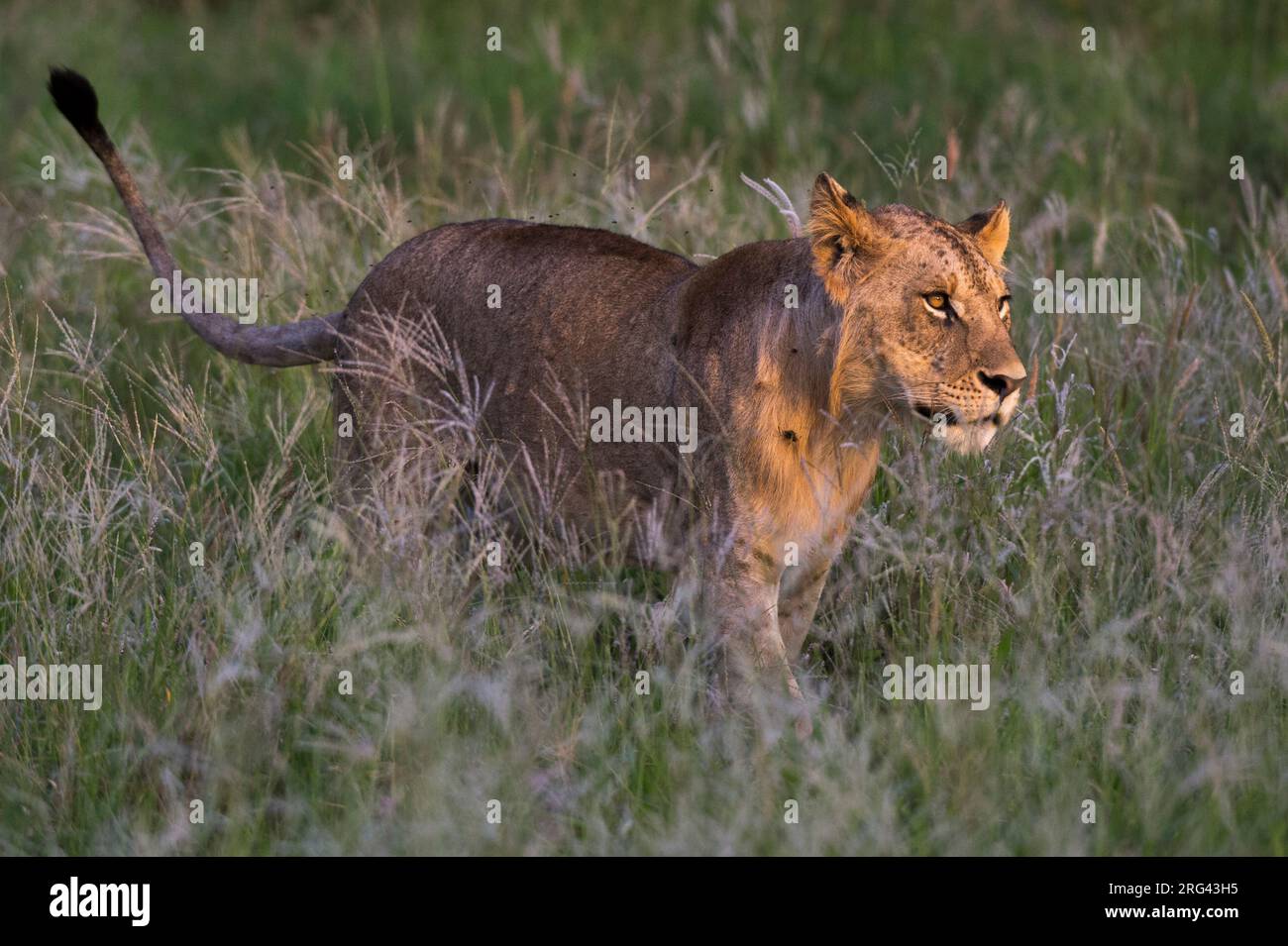 The sunset light shines on the face of a sub-adult lion, Panthera leo ...