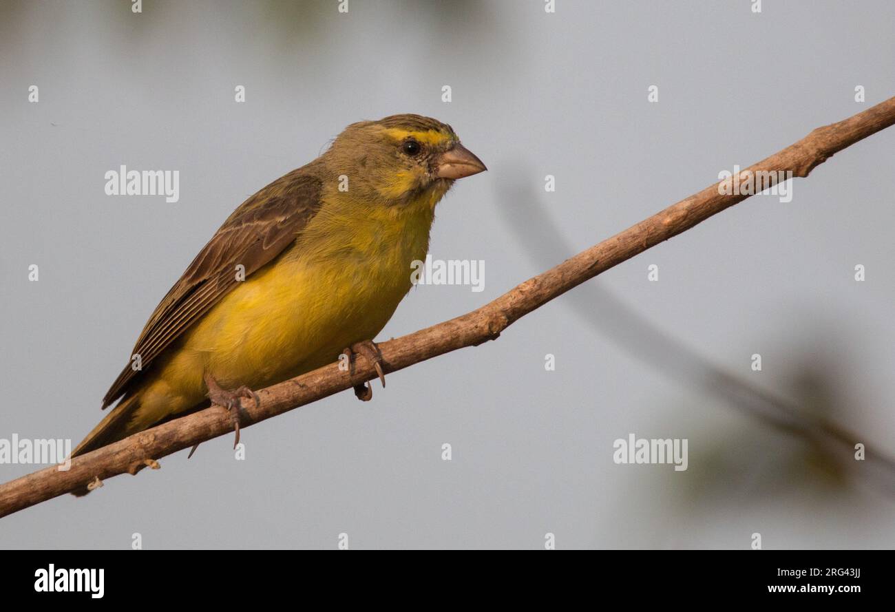 Yellow fronted canary serinus mozambicus hi-res stock photography and ...