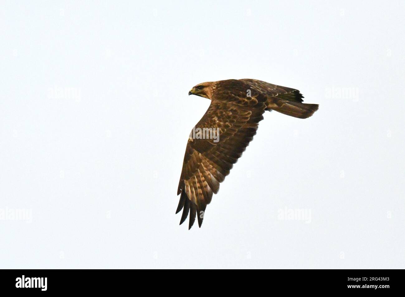 Himalayan buzzard hi-res stock photography and images - Alamy