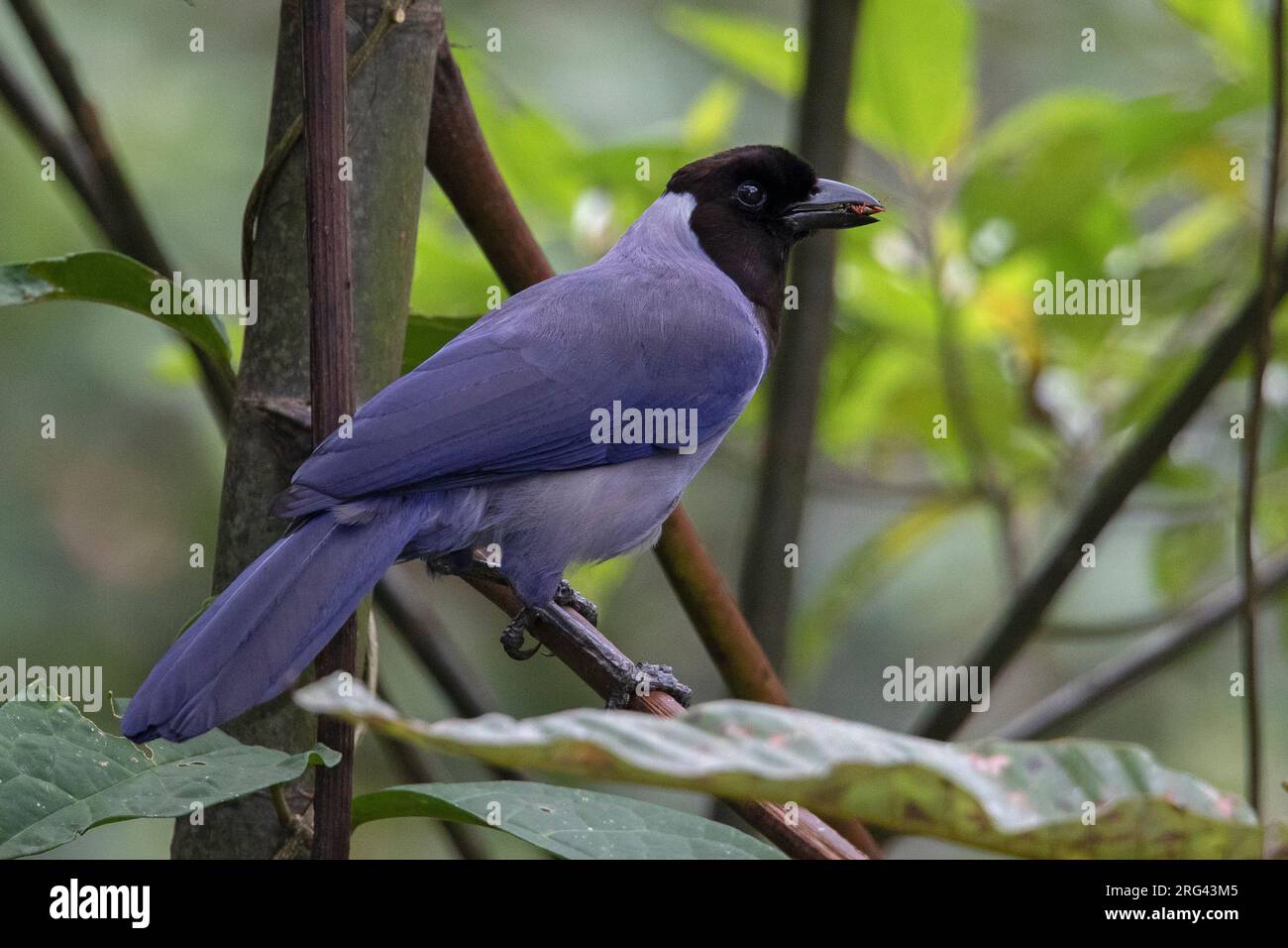 Violaceous Jay (Cyanocorax violaceus) at Reserva Natural La Isla ...