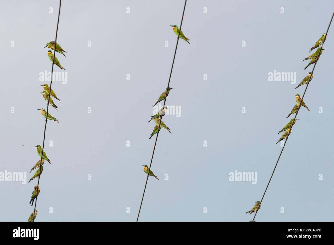 Blue-cheeked Bee-eater - Blauwangenspint - Merops persicus ssp ...
