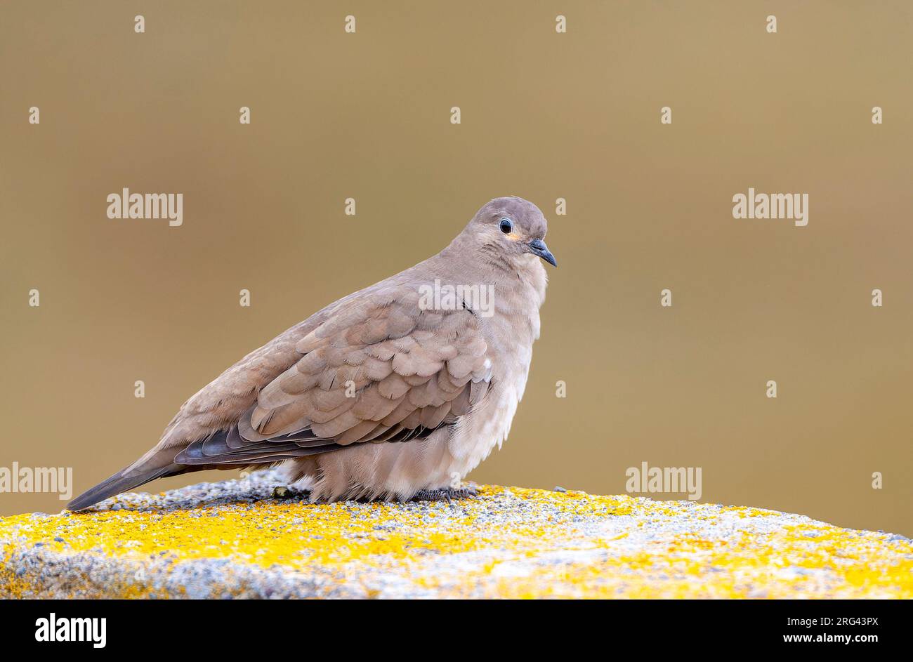 Black-winged ground dove (Metriopelia melanoptera saturatior) in ...