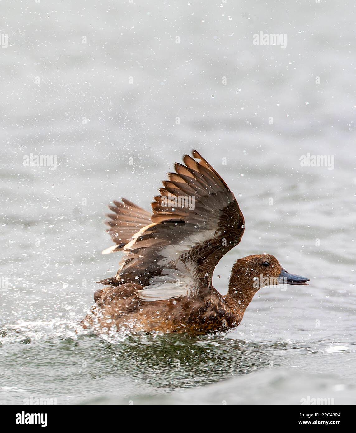 Anas andium hi-res stock photography and images - Alamy