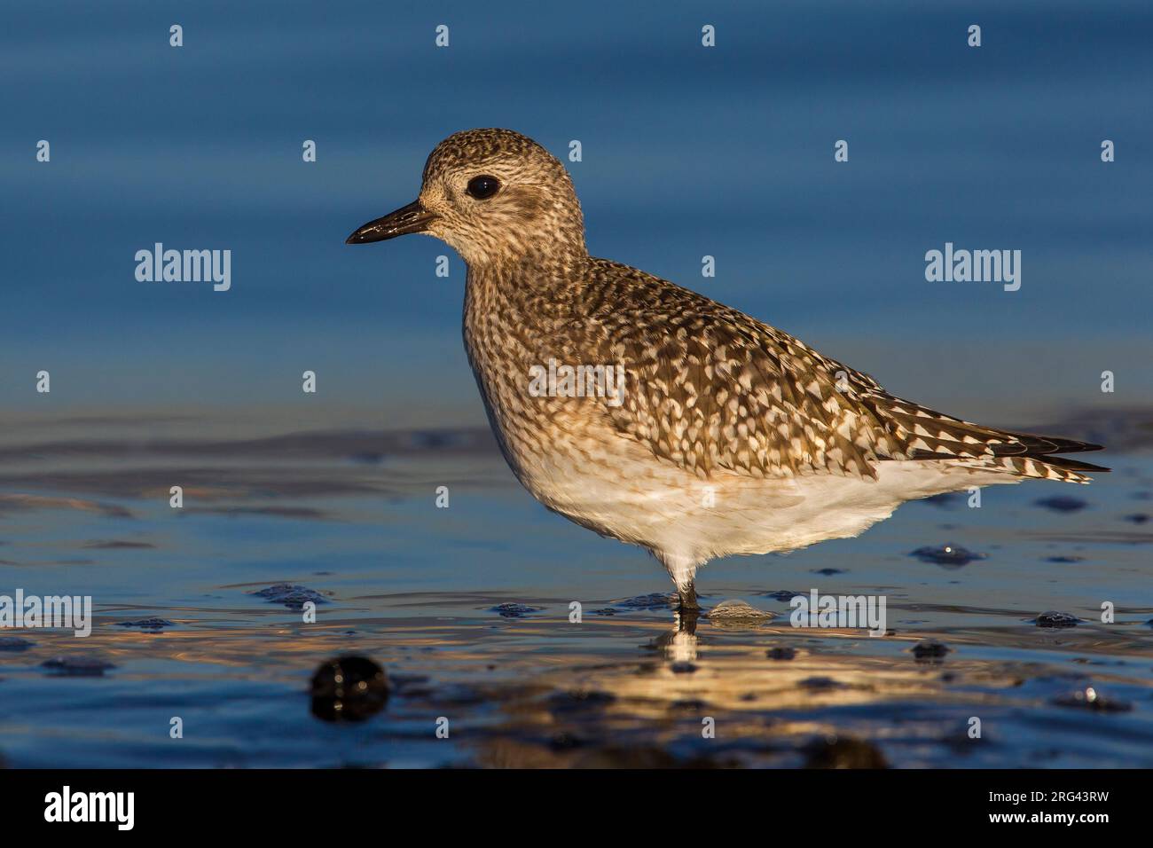 Zilverplevier; Grey Plover Stock Photo - Alamy