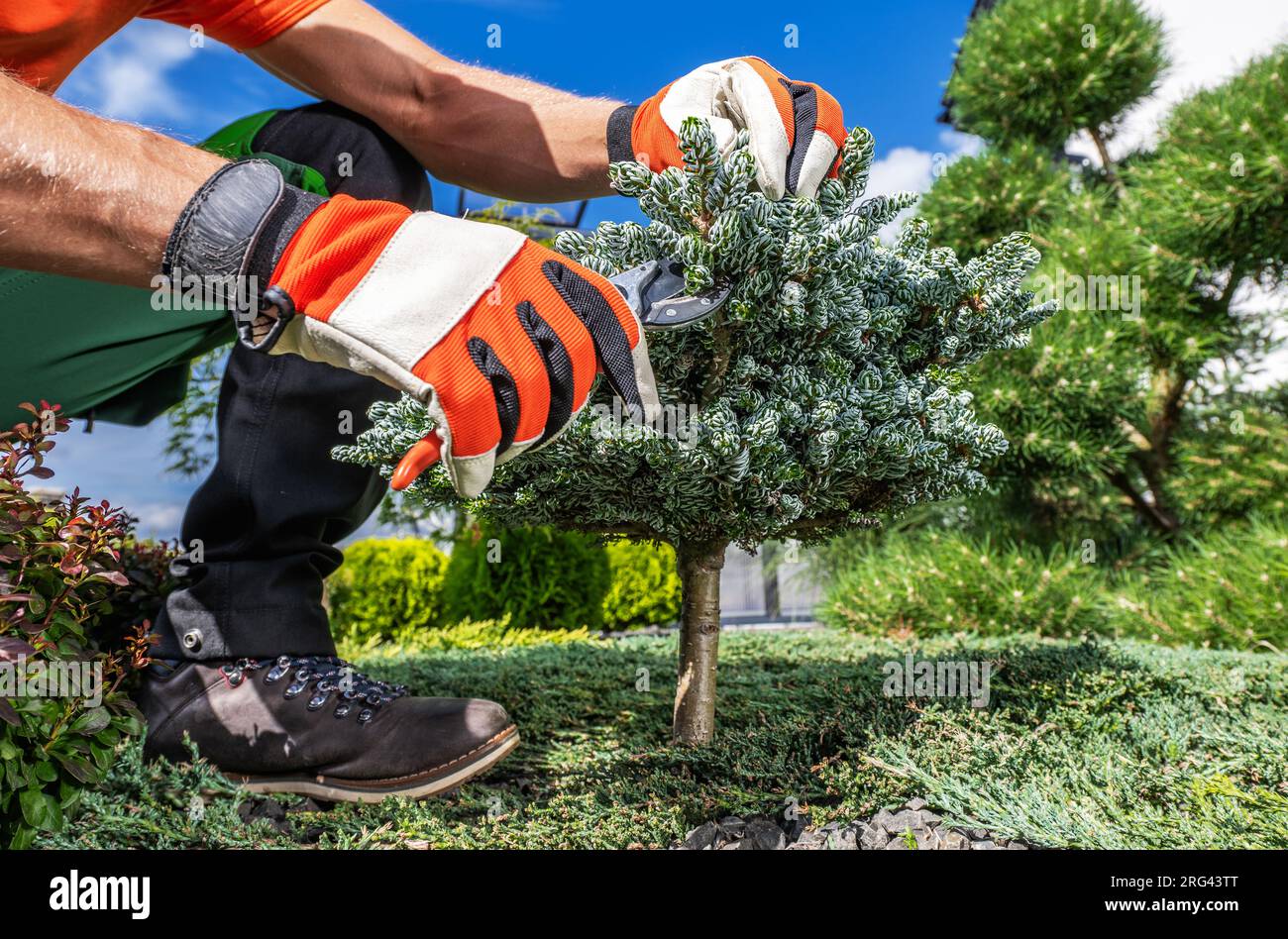 Caucasian Gardener Pruning Decorative Garden Trees During Summer Season ...