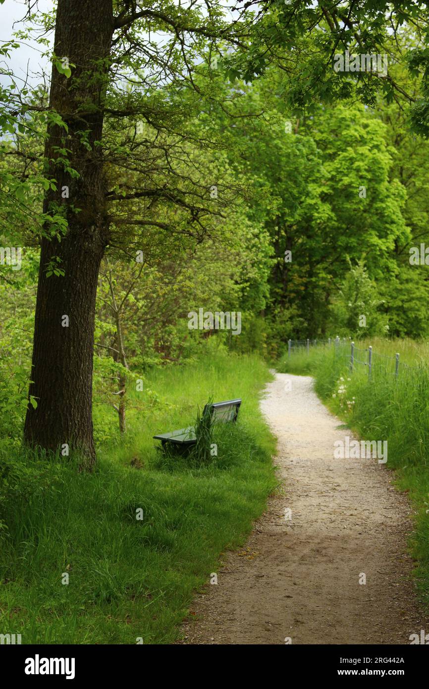Gravel path along the River Aare with bench and tall tree. Concept for ...