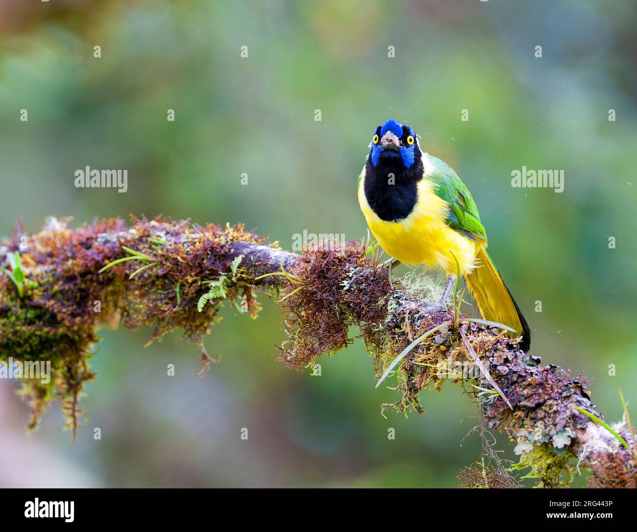 Inca jay (Cyanocorax yncas) at San Isidor lodge, east Andea slope ...