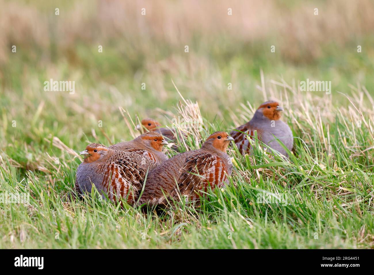 Partridges flock perdix perdix hi-res stock photography and images - Alamy