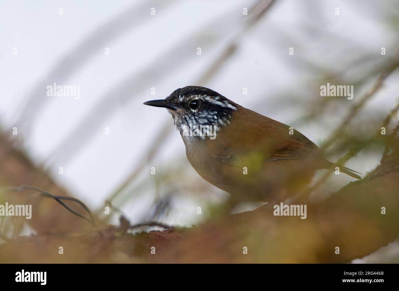 Grey breasted wood wren henicorhina leucophrys hi-res stock photography ...