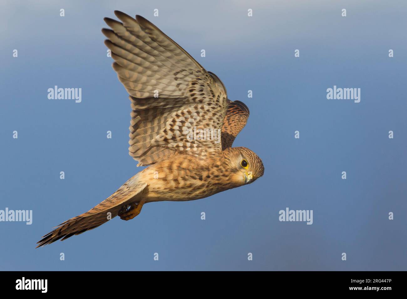 Vrouwtje torenvalk hi-res stock photography and images - Alamy