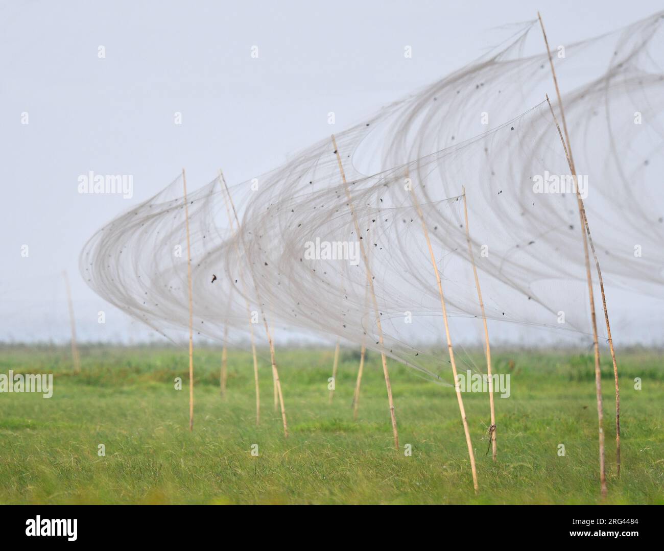 Illegal mist nests in Moeyungyi, Myanmar. Mist nets used to capture ...