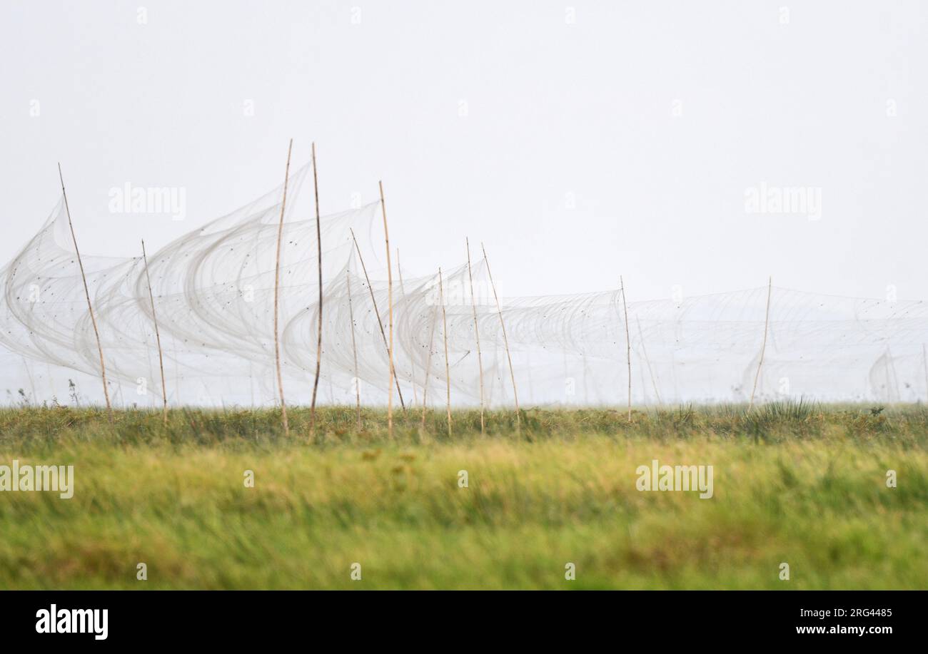 Illegal mist nests in Moeyungyi, Myanmar. Mist nets used to capture ...