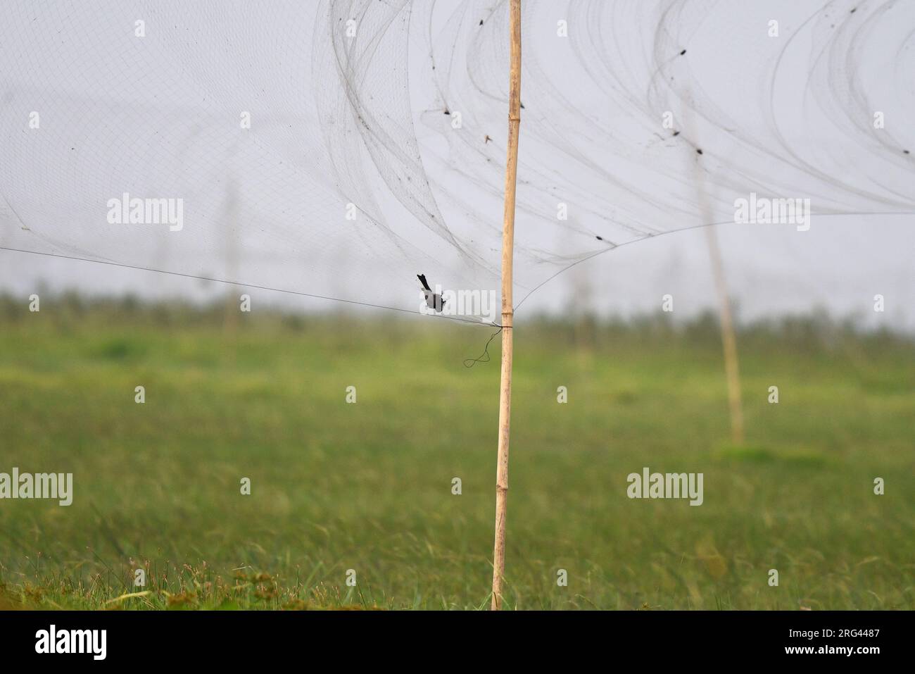 Poaching nets hi-res stock photography and images - Alamy