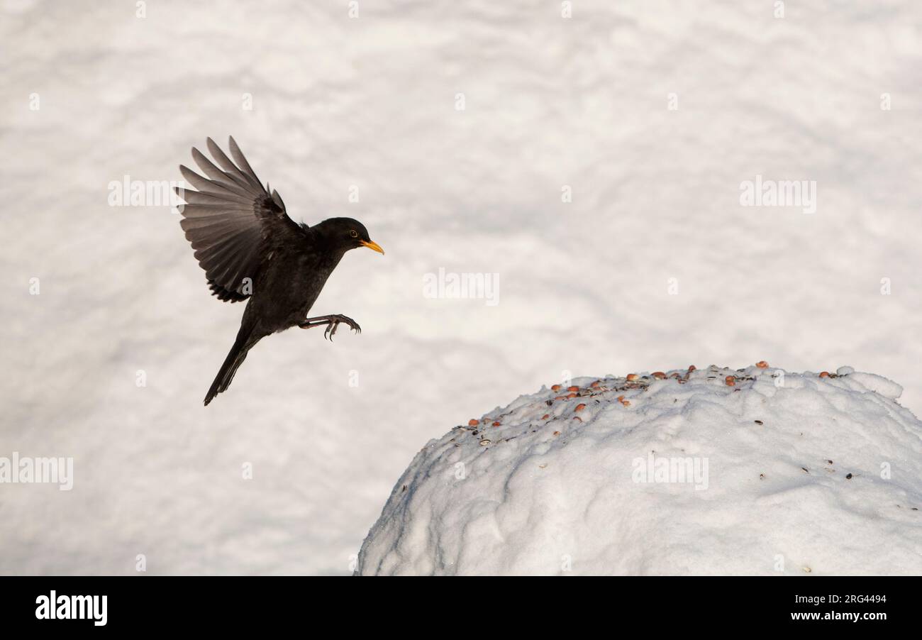 Blackbird flying isolated hi-res stock photography and images - Alamy