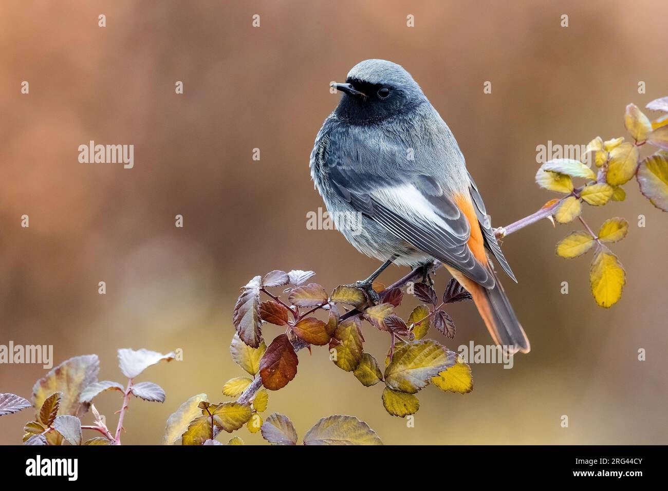 Male Black Redstart (Phoenicurus ochruros gibraltariensis) in Italy ...