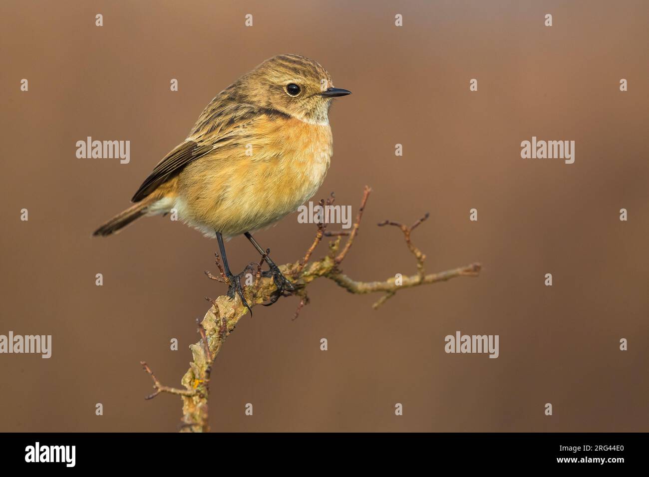 Wintering female European Stonechat (Saxicola rubicola) in Italy Stock ...