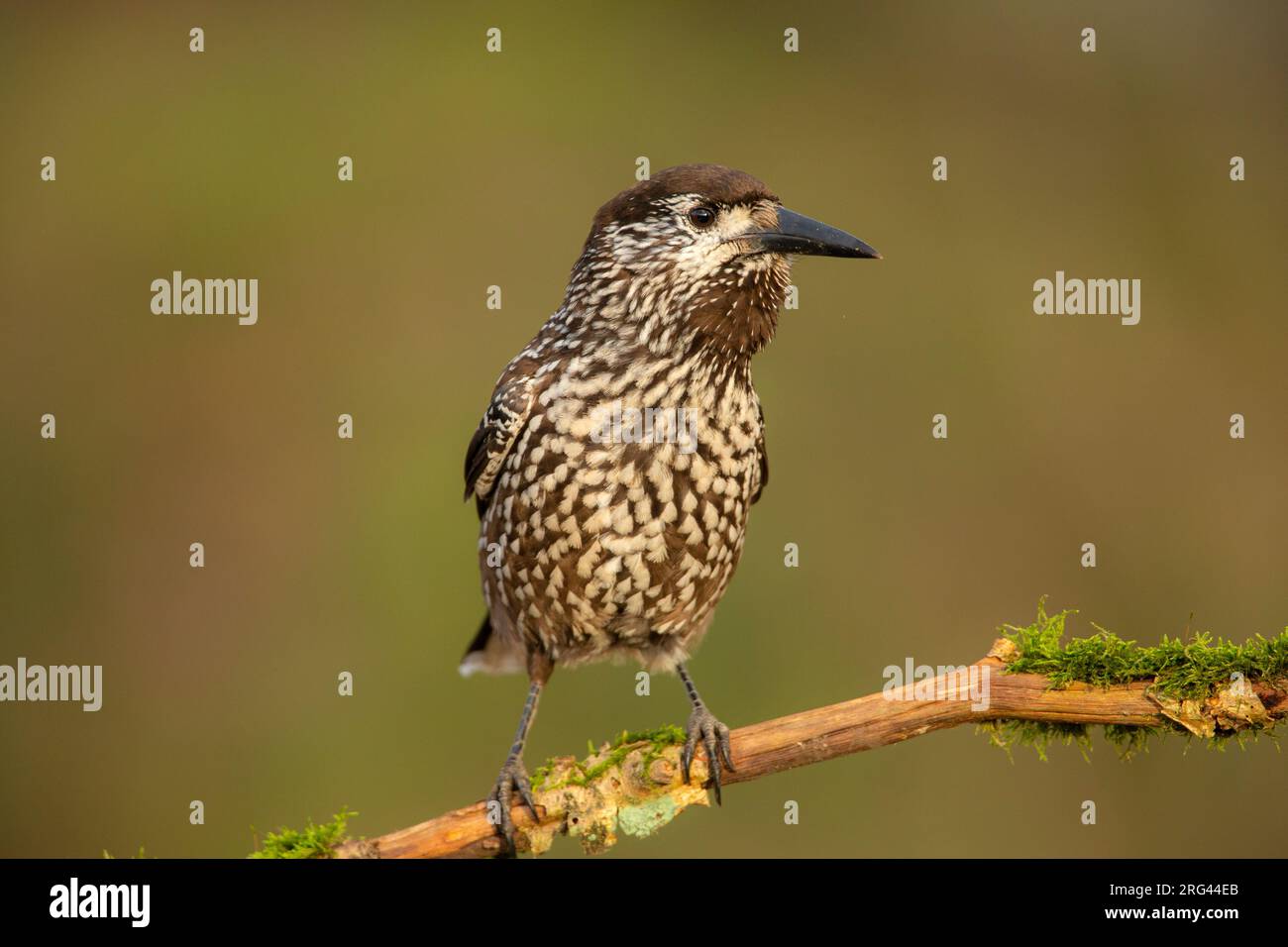 Nutcracker bird species hi-res stock photography and images - Alamy