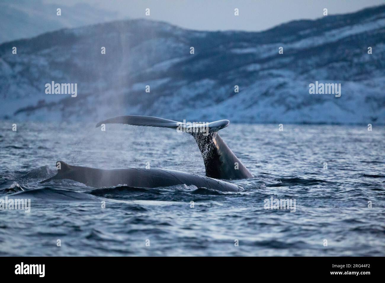 Humpback whales (Megaptera novaeangliae) showing tail and back, before ...