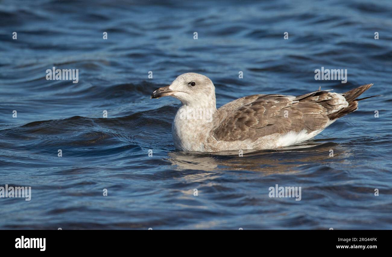 Yellow footed gull immature hi-res stock photography and images - Alamy