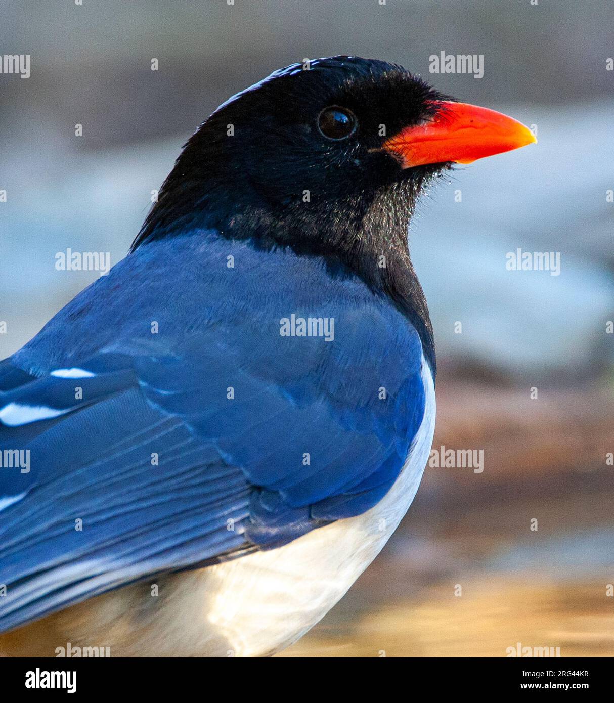 Red-billed Blue Magpie (Urocissa erythroryncha) in Himalaya forest ...