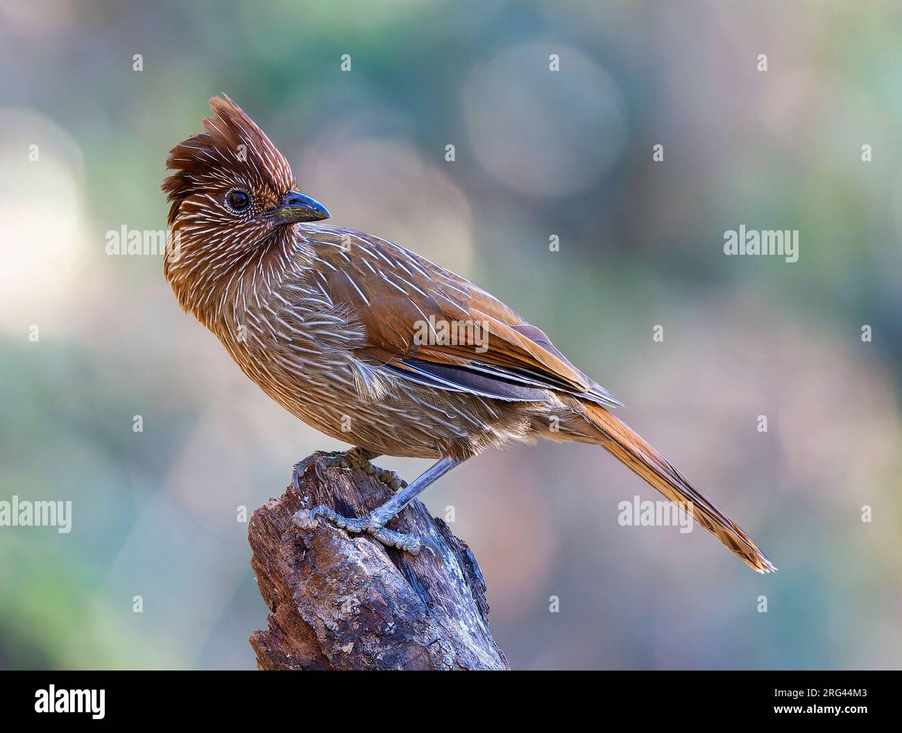 Striated laughingthrush grammatoptila striatus hi-res stock photography ...