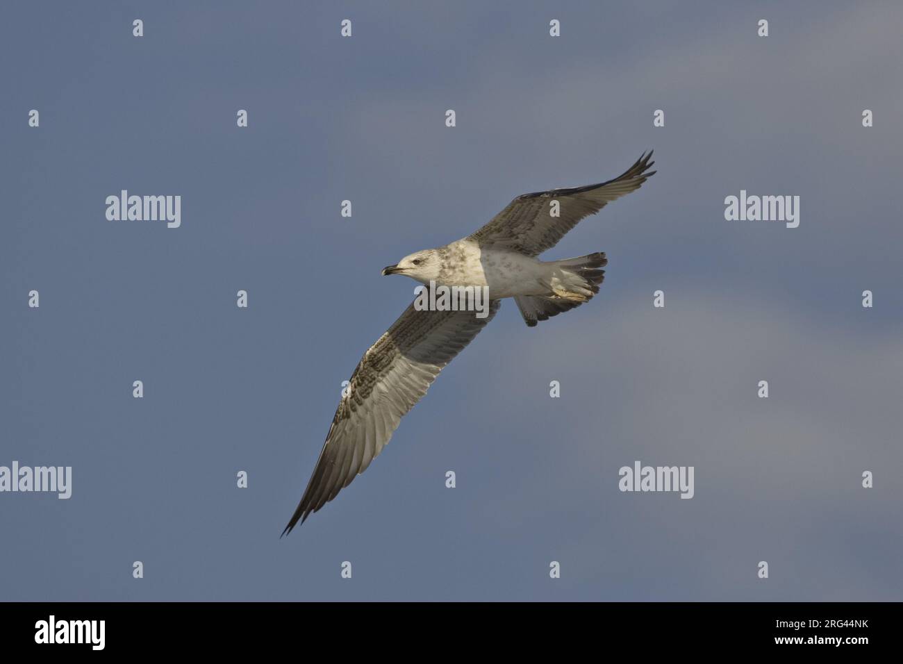 Yellow-legged Gull flying; Geelpootmeeuw vliegend Stock Photo - Alamy