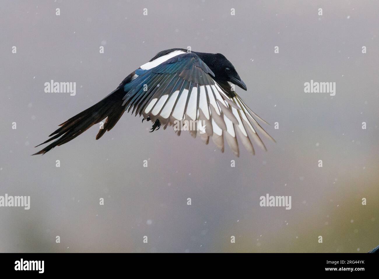 Magpie in italy hi-res stock photography and images - Alamy