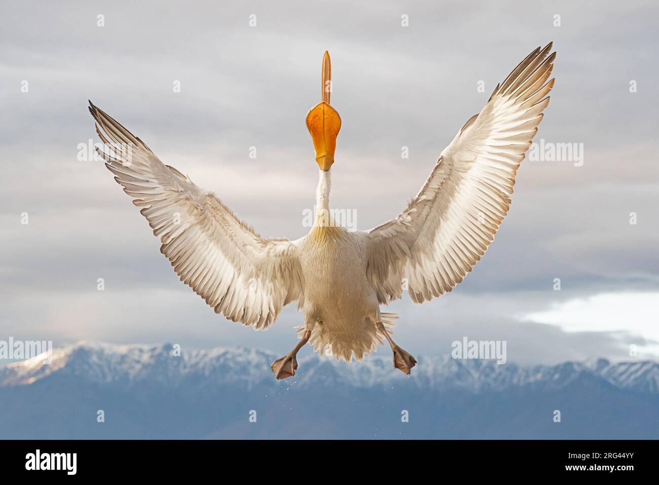 Pelican laughing hi-res stock photography and images - Alamy