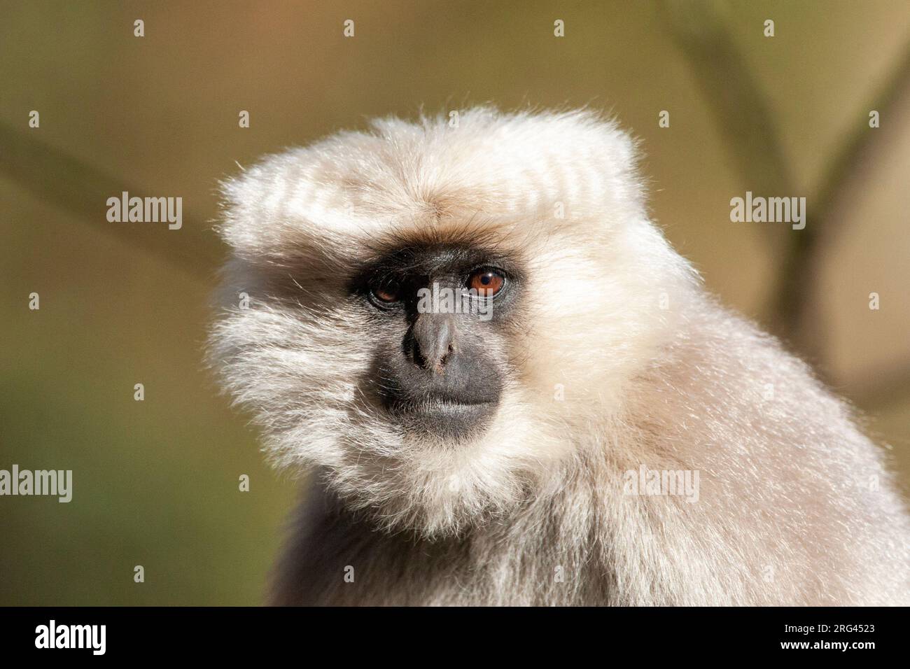 Nepal gray hi-res stock photography and images - Alamy