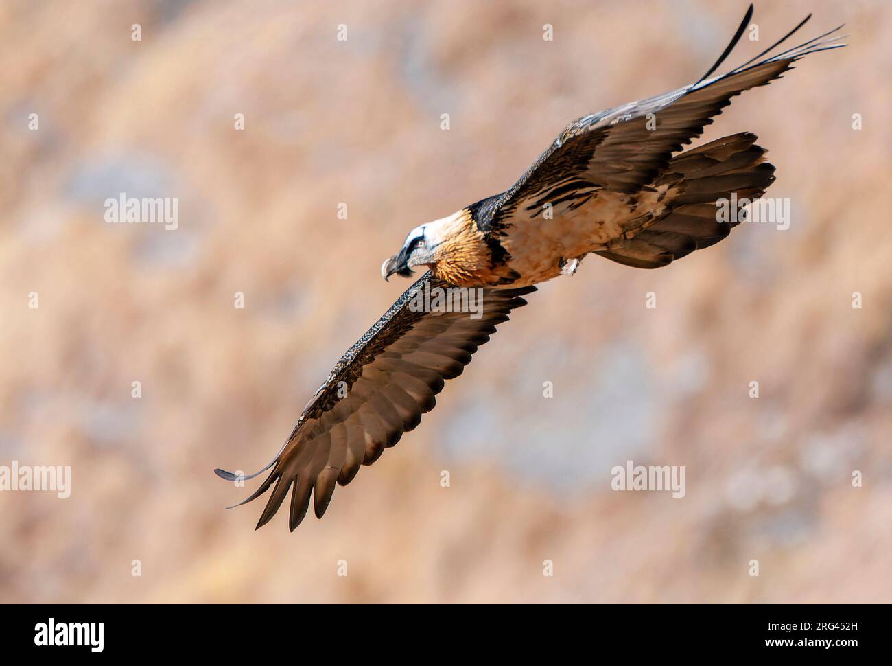 Adult Bearded Vulture (Gypaetus barbatus) in flight India. Also known ...