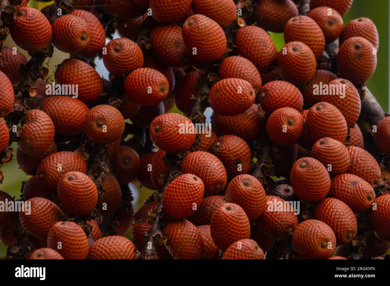 AGUAJE IS A VERY CONSUMED FRUIT IN THE AMAZON Stock Photo - Alamy