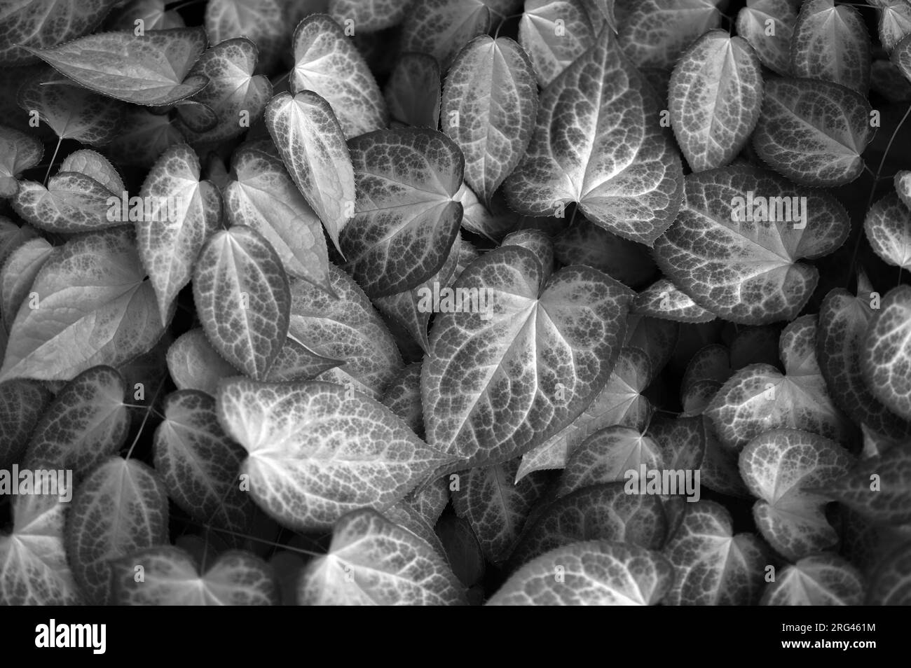 Background greeting card leaves Black and White Stock Photos & Images ...