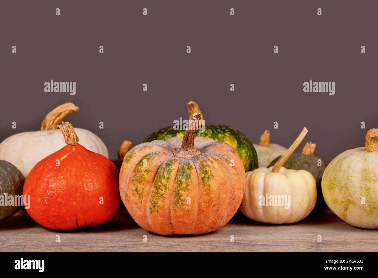 Mix of different colorful pumpkins and squashes in front of gray wall ...