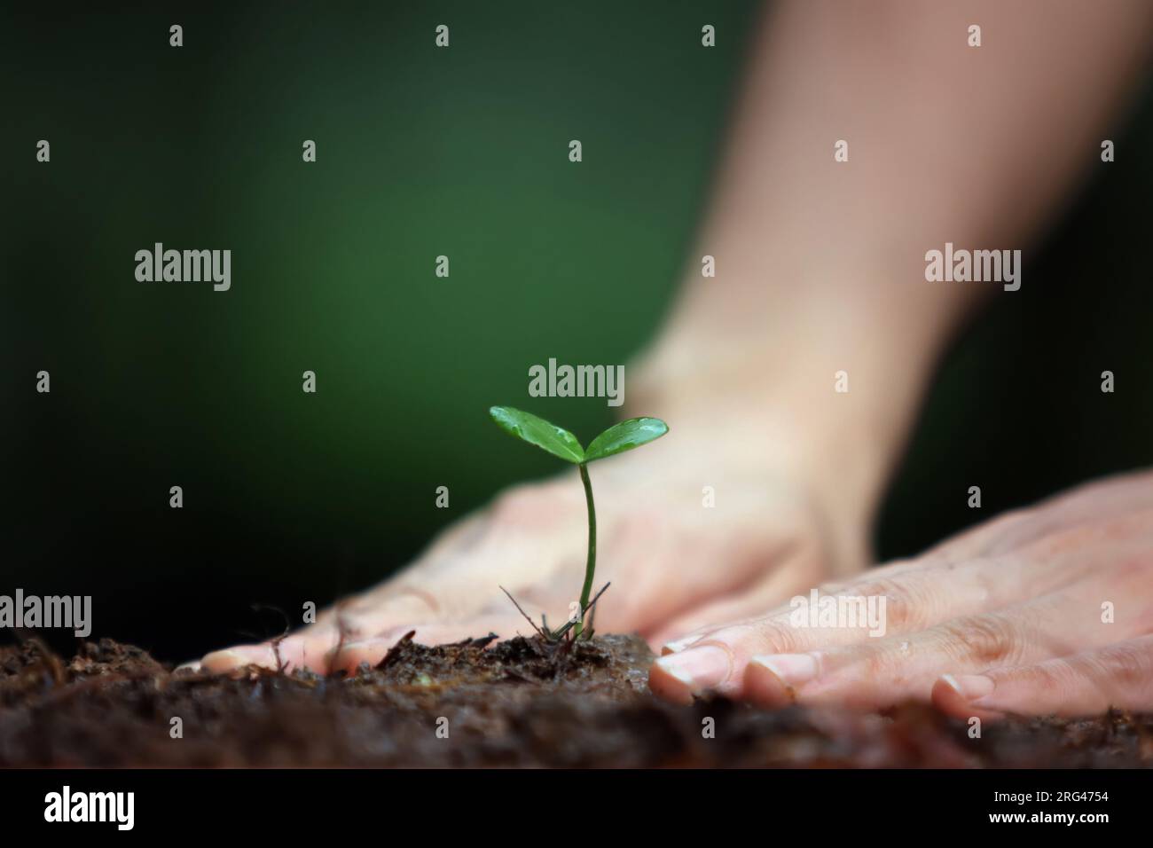 Farmer planting plant sprout sprouted from seed in the ground and ...
