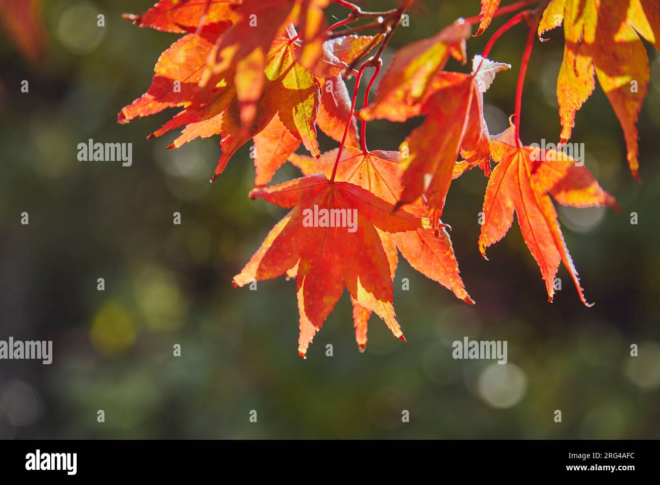 The leaves of a Japanese Maple tree (Acer palmatum) in red autumn ...