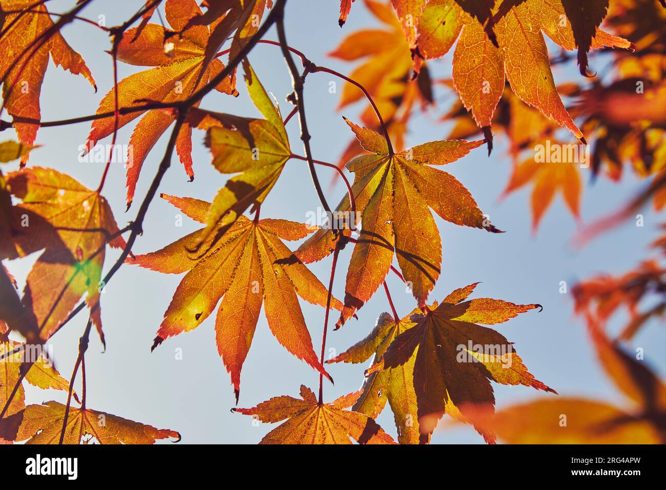 The leaves of a Japanese Maple tree (Acer palmatum) in red autumn ...