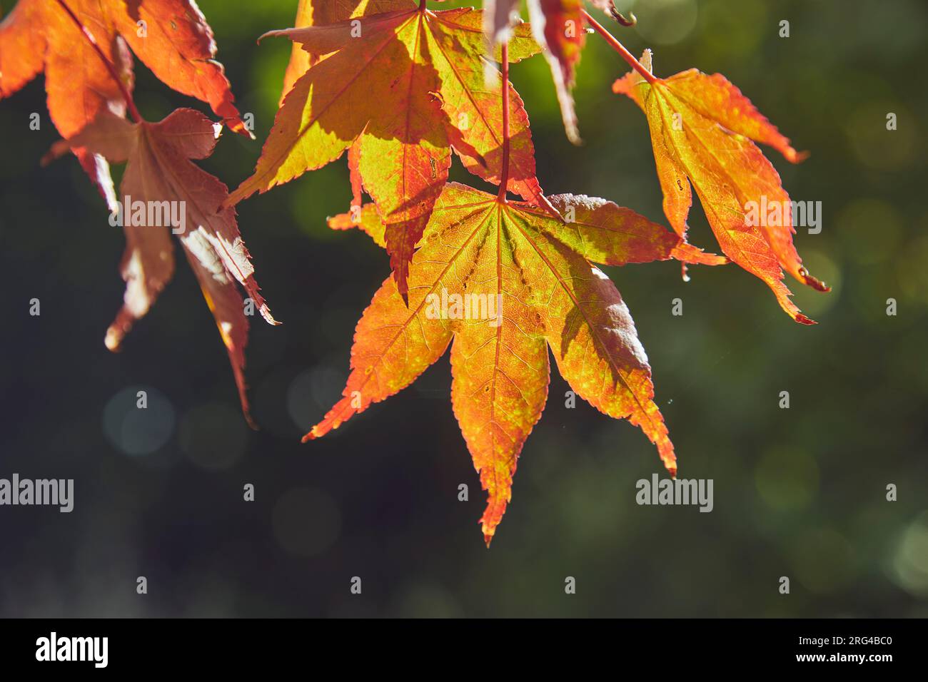 The leaves of a Japanese Maple tree (Acer palmatum) in red autumn ...
