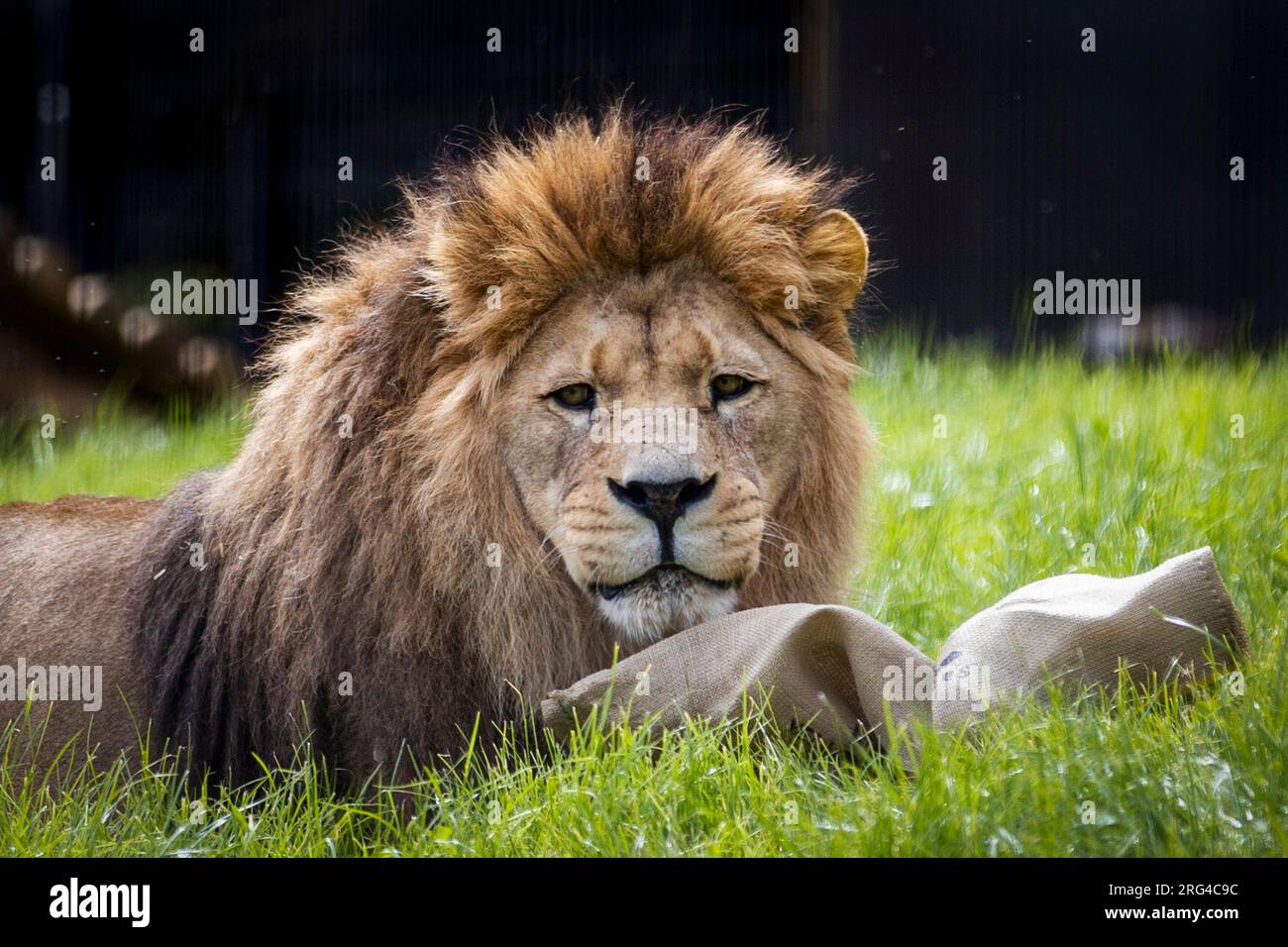 Male Barbary lion Qays at Belfast Zoo Kingdom of the Barbary Lion, the ... Male Barbary lion Qays at Belfast Zoo Kingdom of the Barbary Lion, the ...