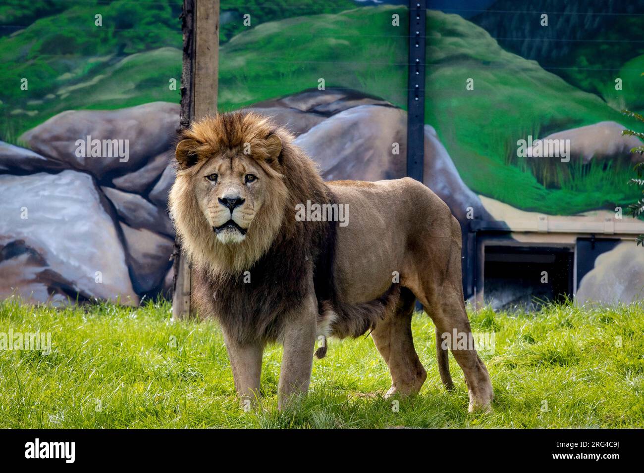 Male Barbary lion Qays at Belfast Zoo Kingdom of the Barbary Lion, the ... Male Barbary lion Qays at Belfast Zoo Kingdom of the Barbary Lion, the ...