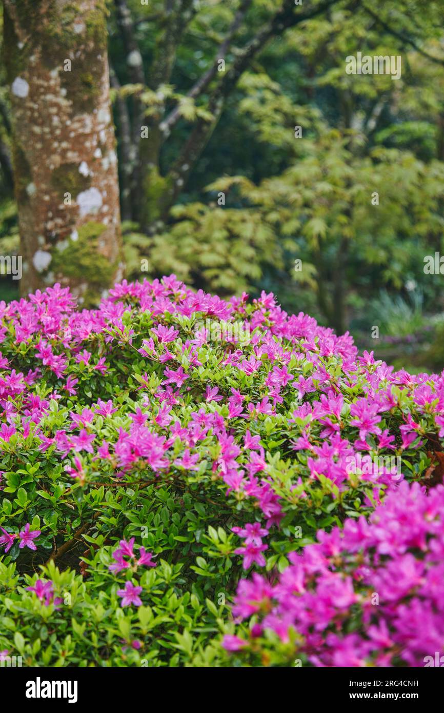 Pink azaleas in full bloom in spring, in a woodland garden, Great ...