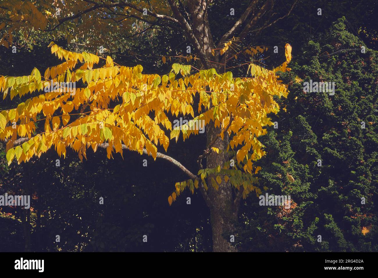 Gold colour in nature hi-res stock photography and images - Alamy