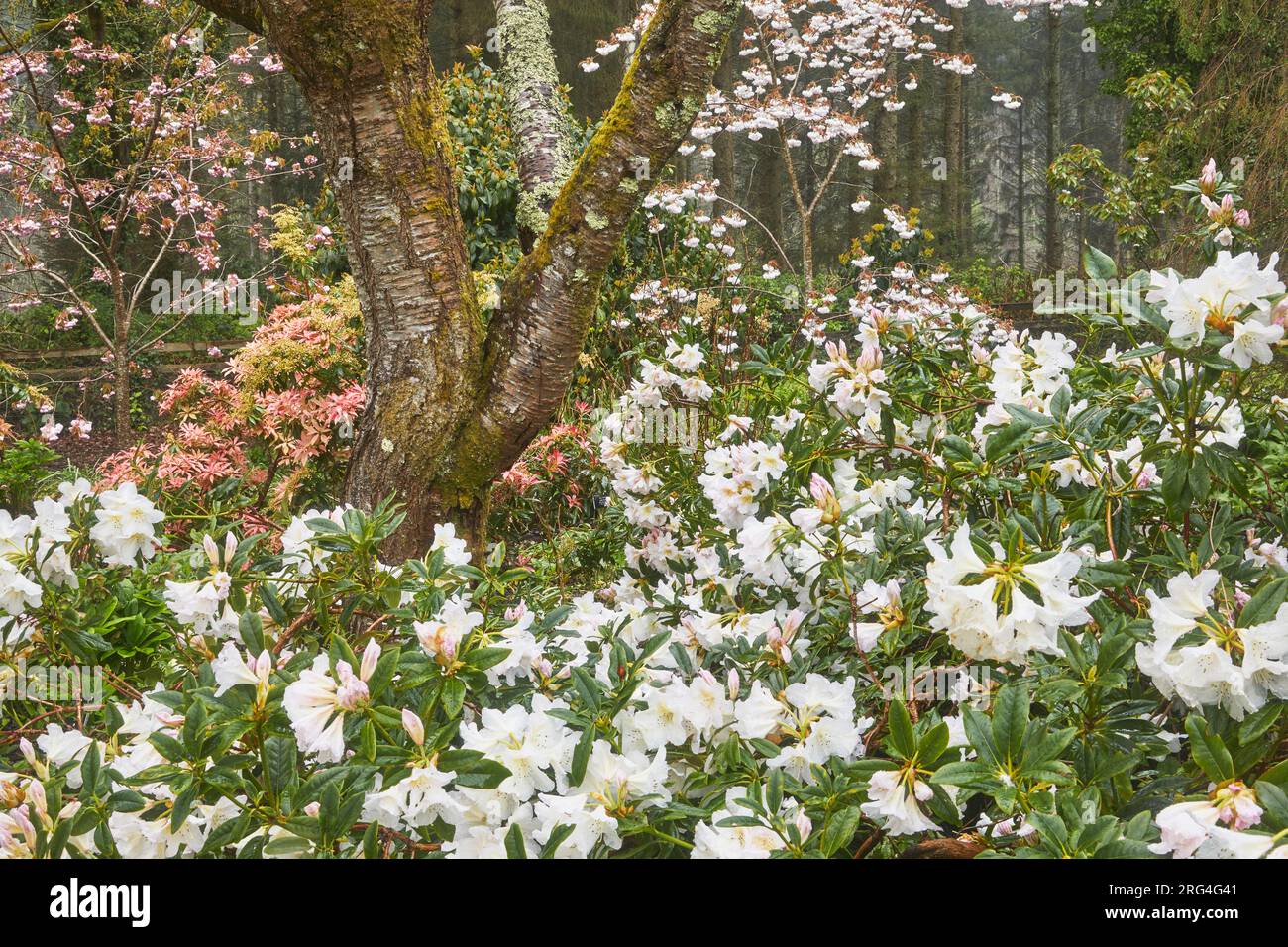 Spring time in an English garden; rhododendrons and (in background ...
