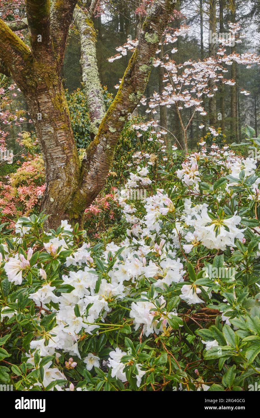 Cherry blossom varieties hi-res stock photography and images - Alamy