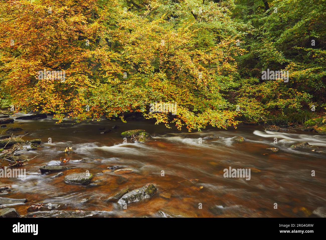 Beech trees in autumn colours lean across a fast-flowing stream; in the ...
