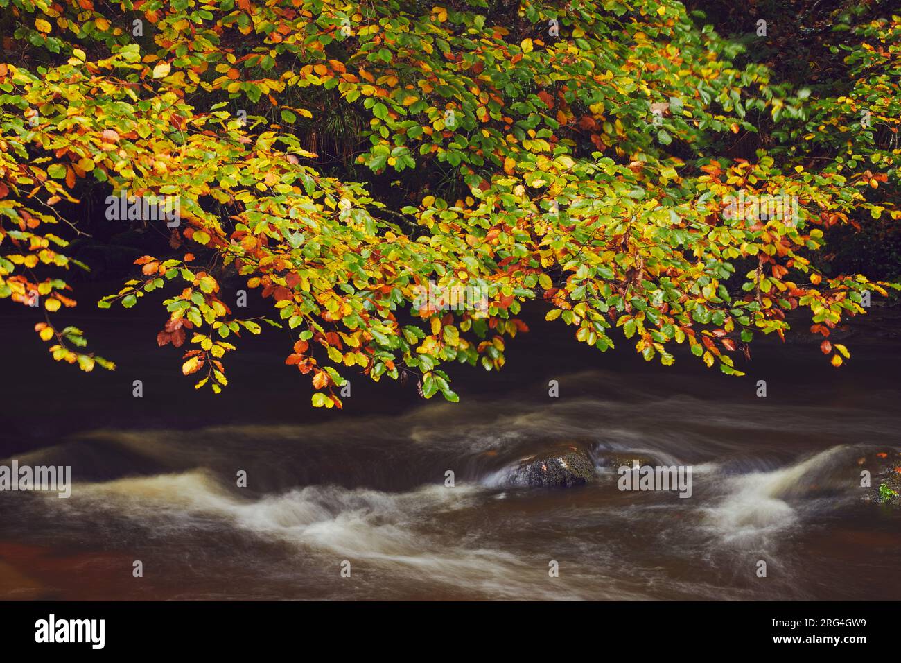 Beech trees in autumn colours lean across a fast-flowing stream; in the ...