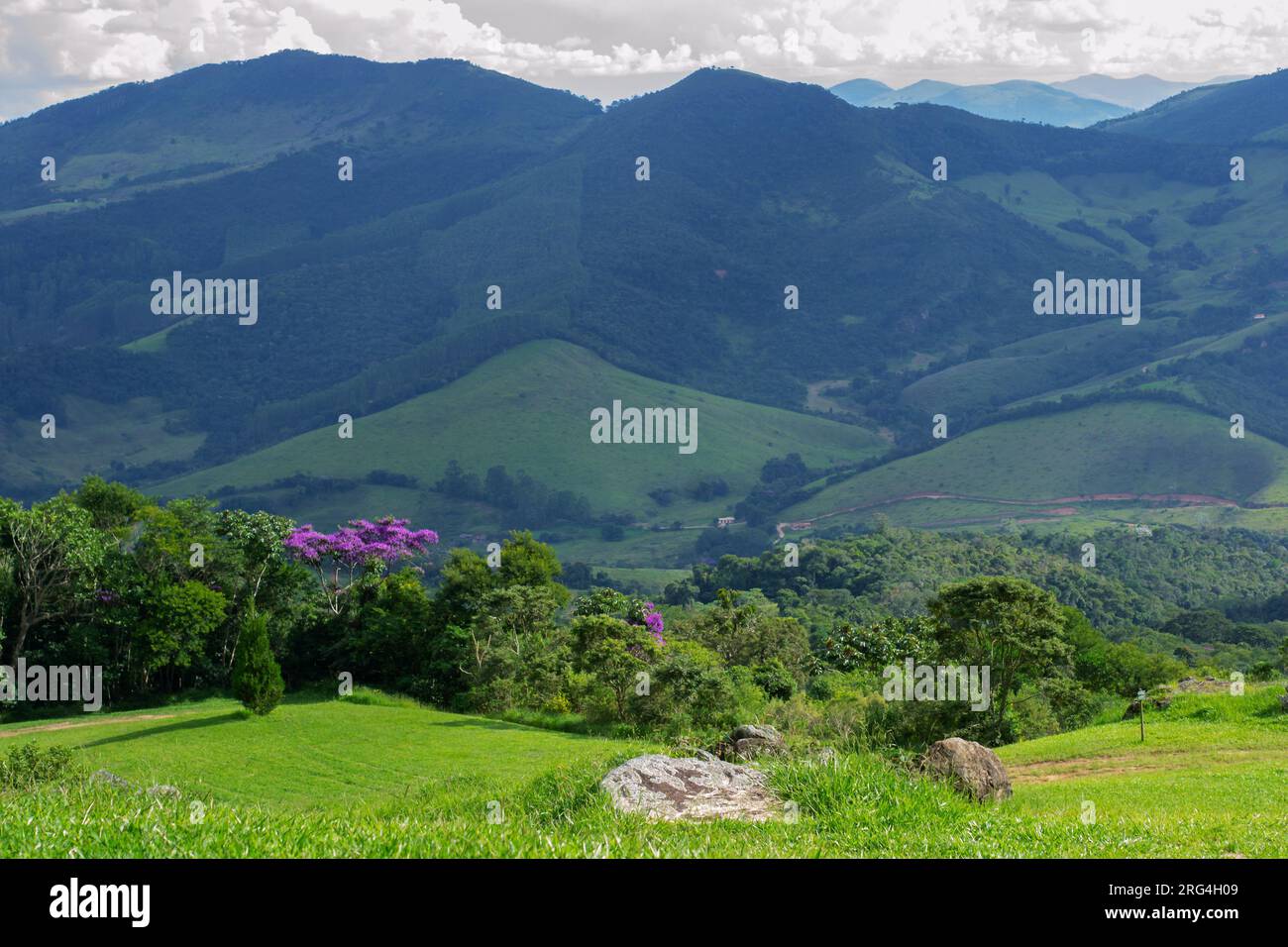 Brazil rainforest landscape flowers hi-res stock photography and images ...