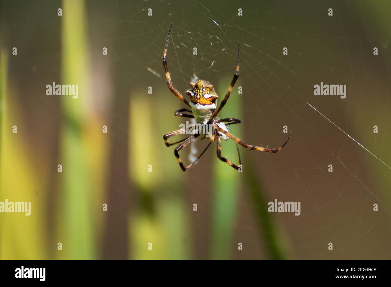 Spider eating insect hi-res stock photography and images - Alamy