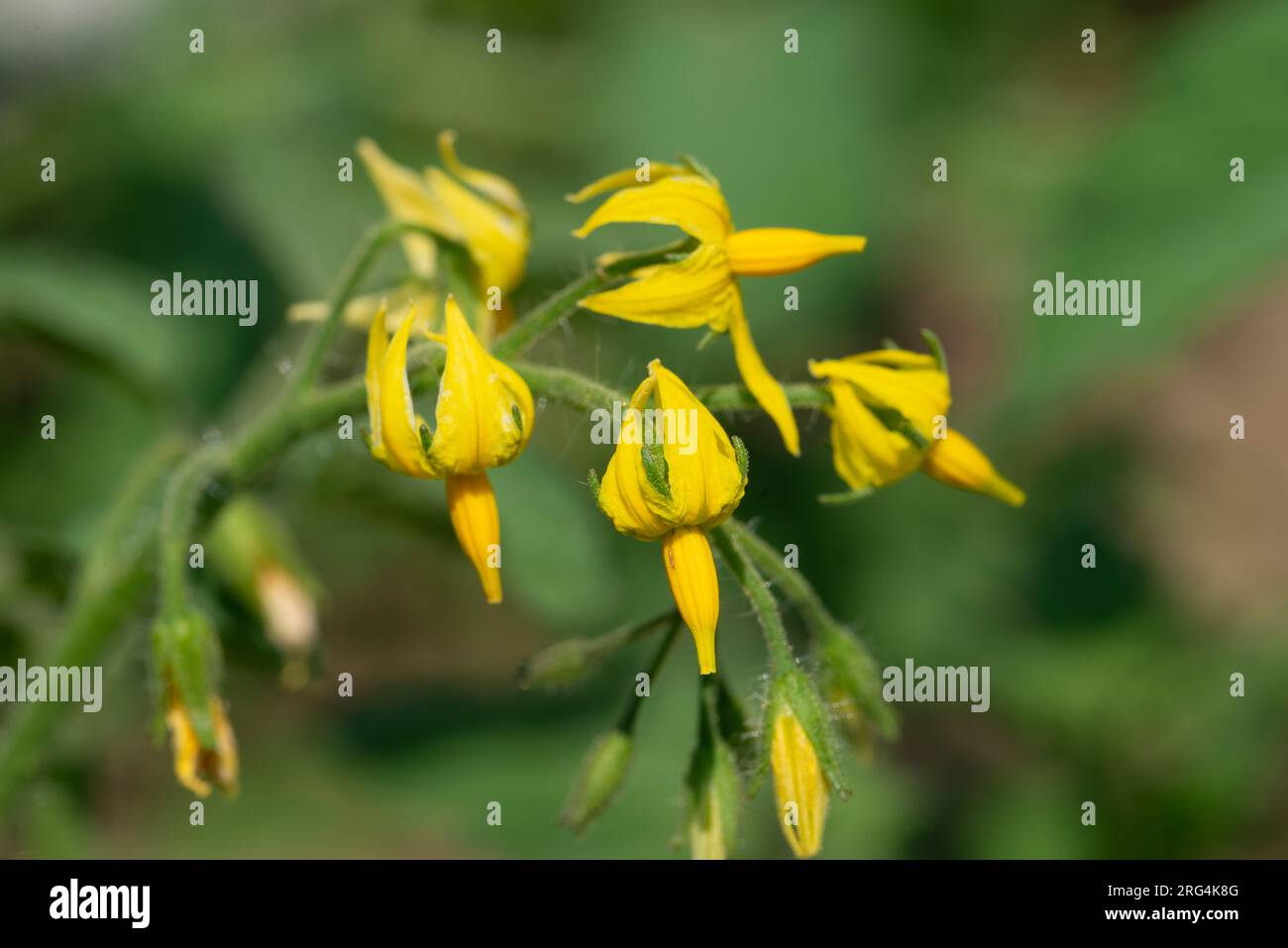 Closeup yellow blooming tomato flower hi-res stock photography and ...