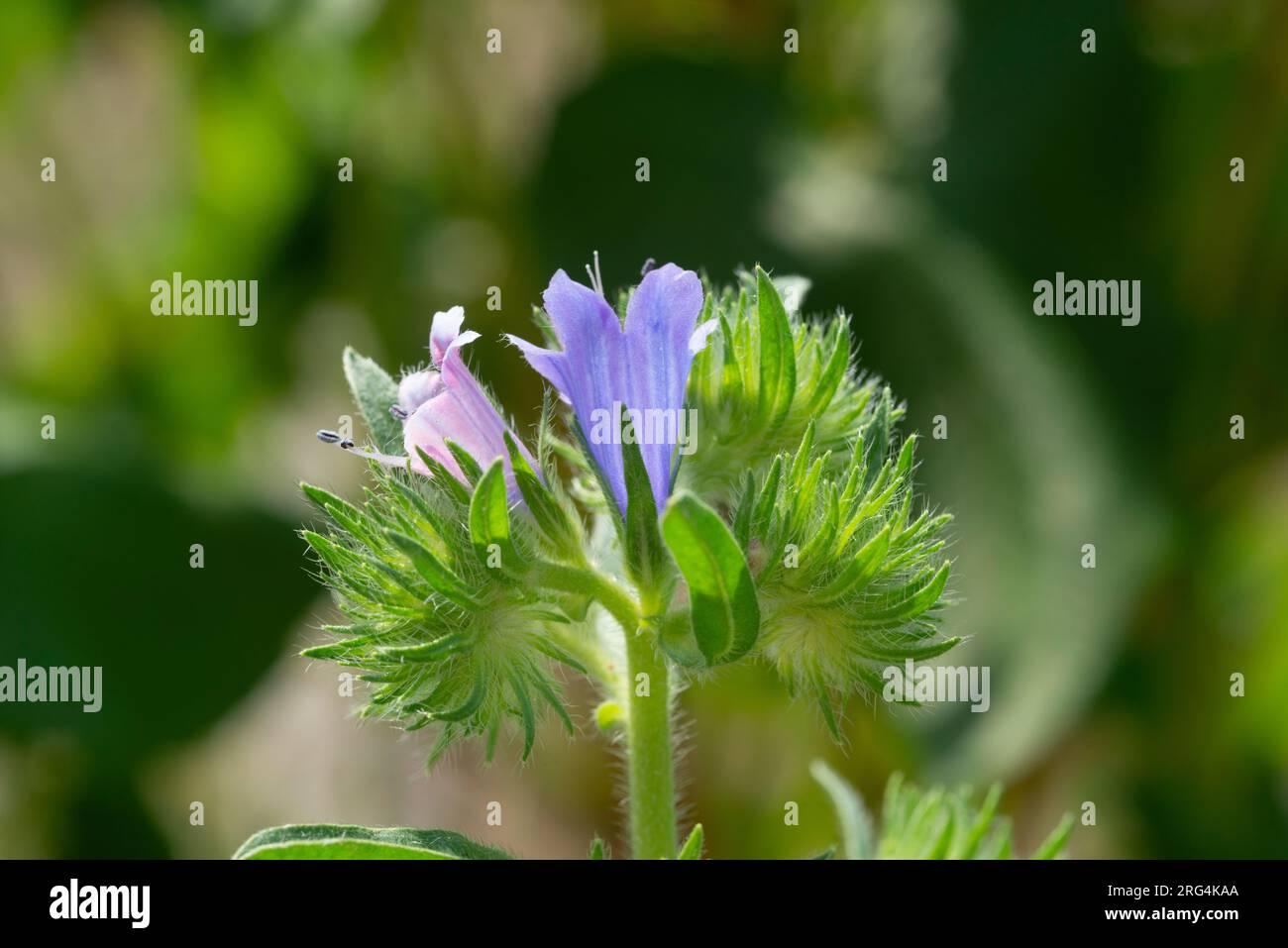 Purple viper’s bugloss hi-res stock photography and images - Alamy